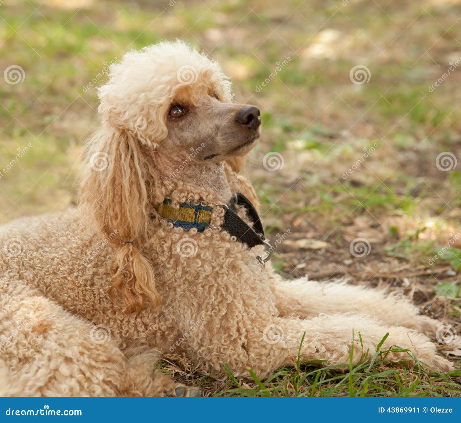 Funny Poodle Lying on Grass Stock Image - Image of garden, little: 43869911