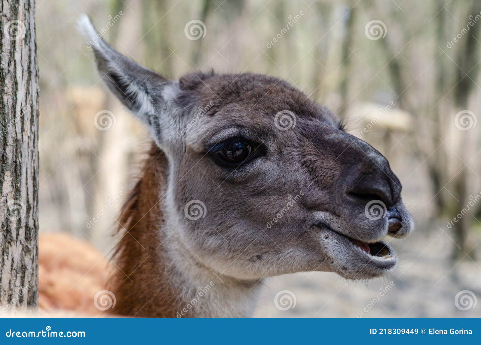Funny Portrait of Brown Llama Stock Image - Image of nature, beautiful ...