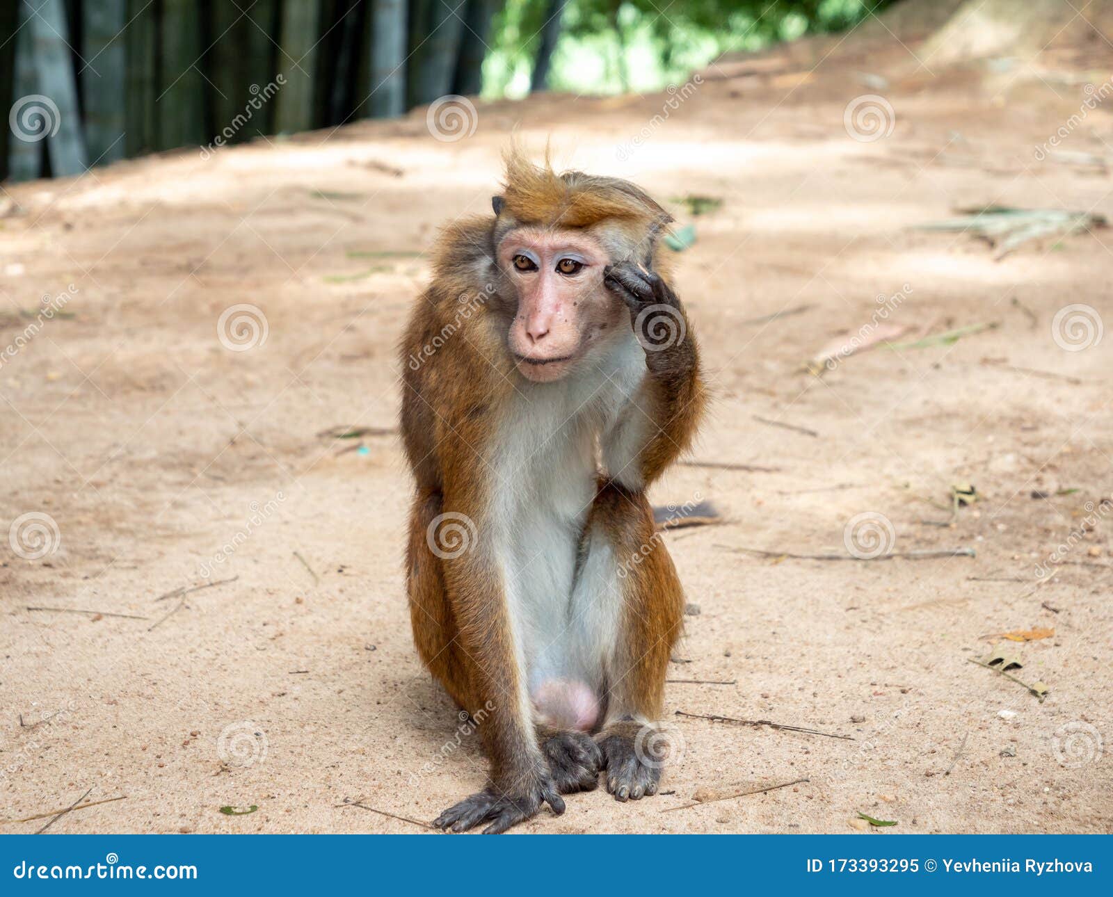 Funny Portrait of Clever Monkey Rubbing Her Forehead Stock Image ...
