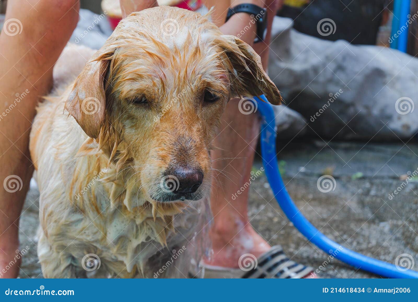Funny Portrait of a Dog Showering Stock Photo - Image of shower, woman ...