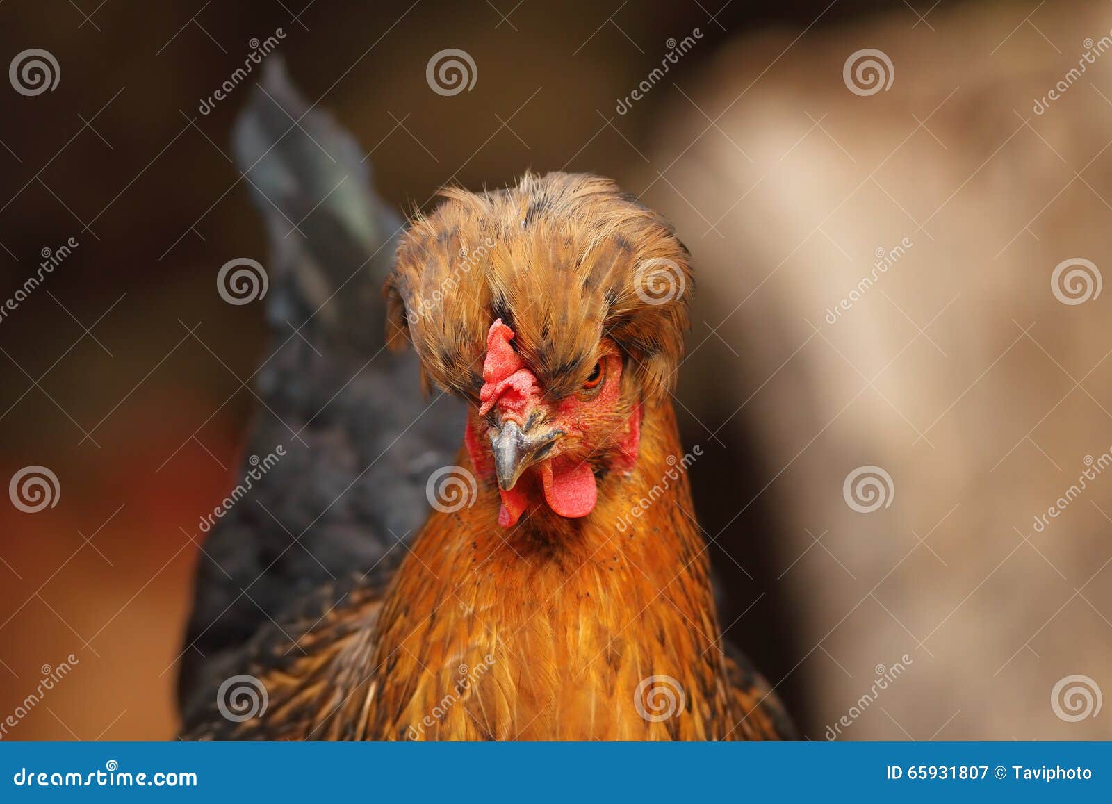 Funny portrait of a hen stock image. Image of beige, fauna - 65931807