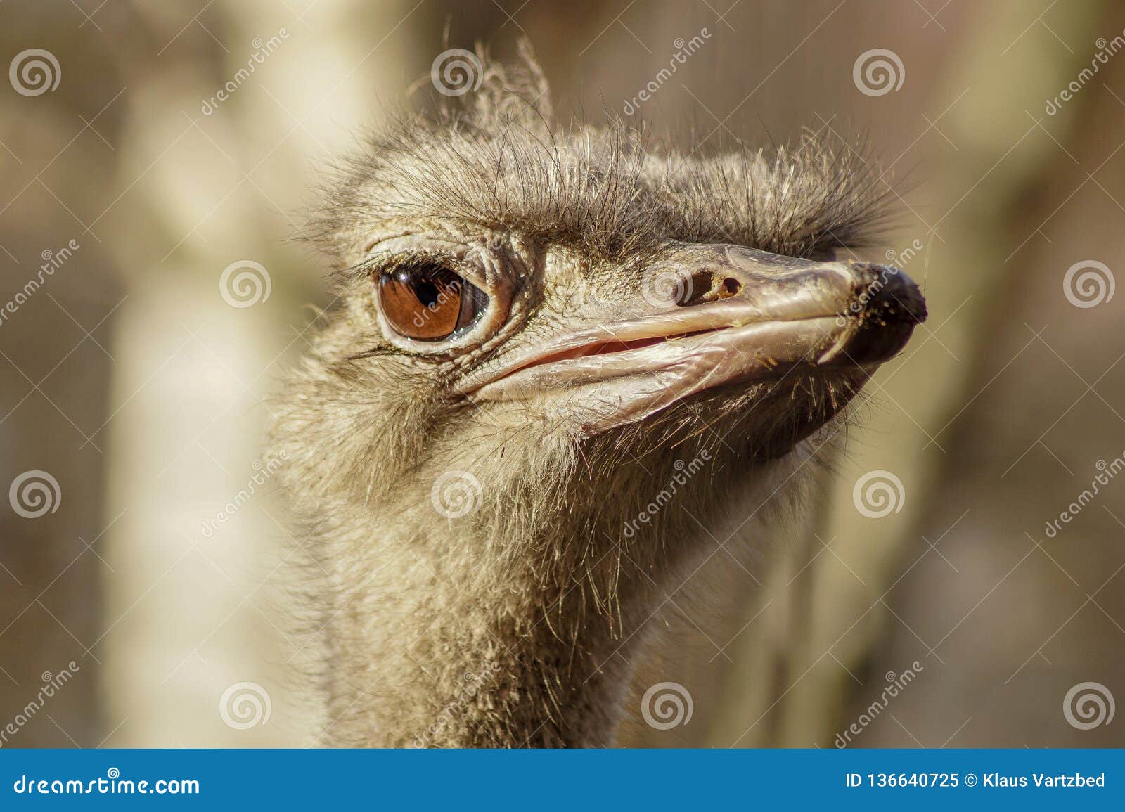 Funny Portrait of an Ostrich Stock Image - Image of ostrich, close ...