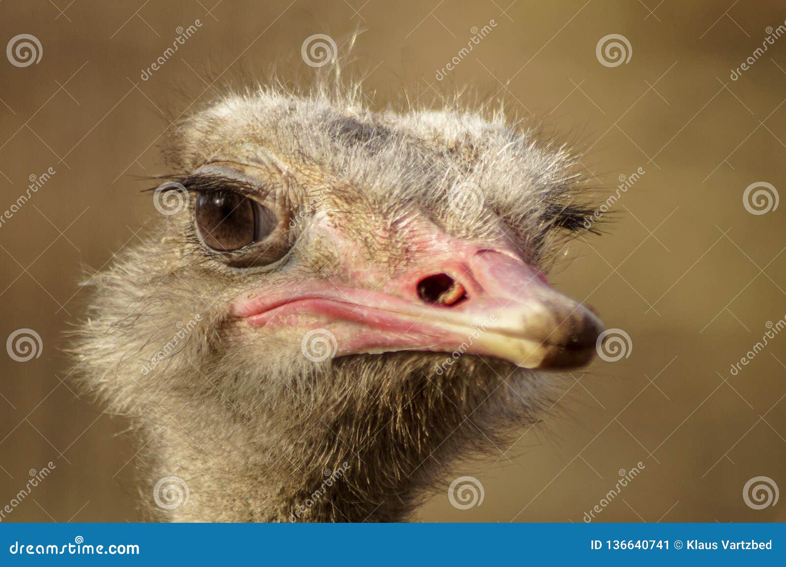 Funny Portrait of an Ostrich Stock Image - Image of head, camelus ...