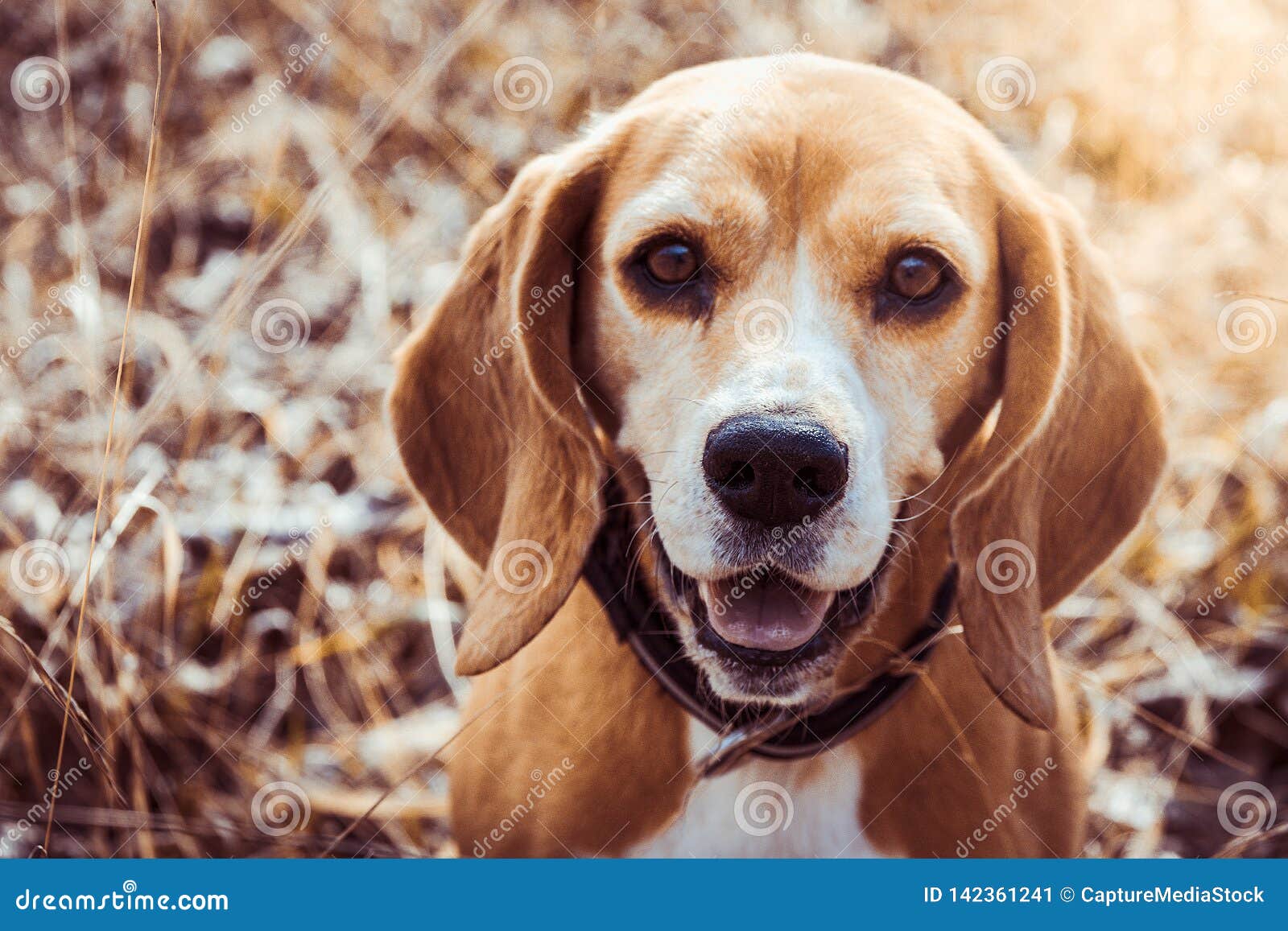 Portrait of Pure Breed Beagle Dog. Beagle Close Up Face Smiling Stock ... Portrait of Pure Breed Beagle Dog. Beagle Close Up Face Smiling Stock ...