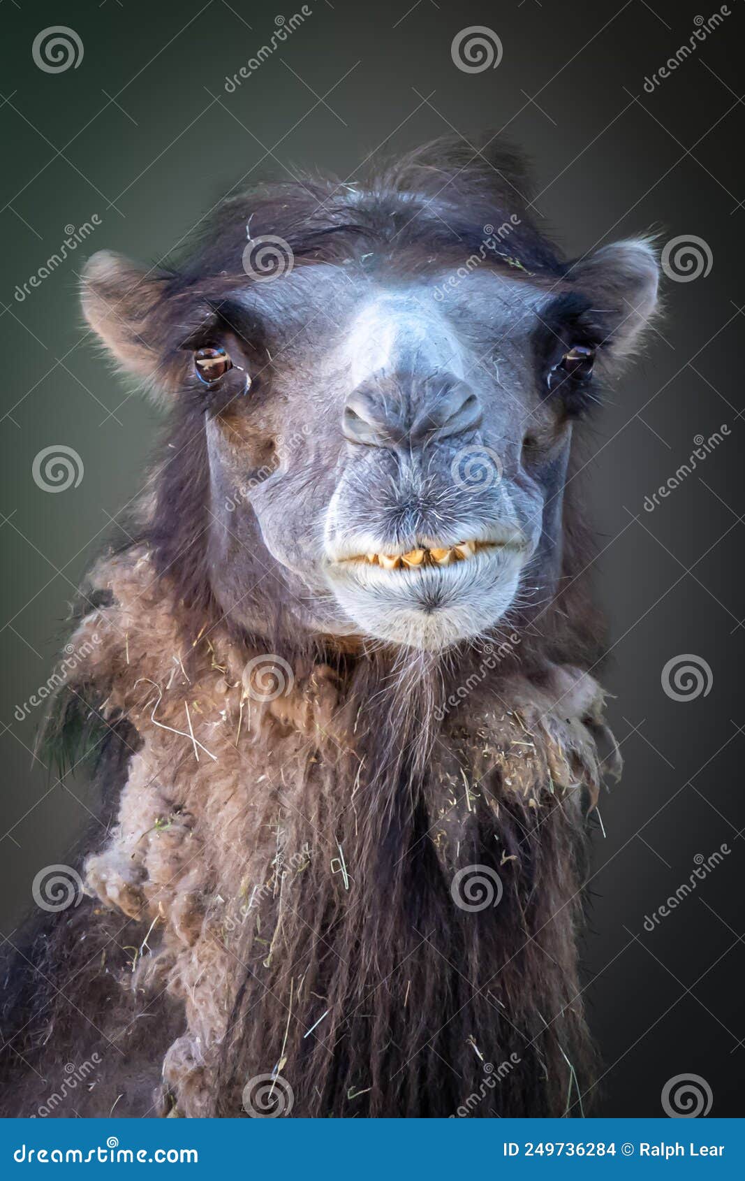Funny Portrait of a Smiling Camel Stock Photo - Image of person ...