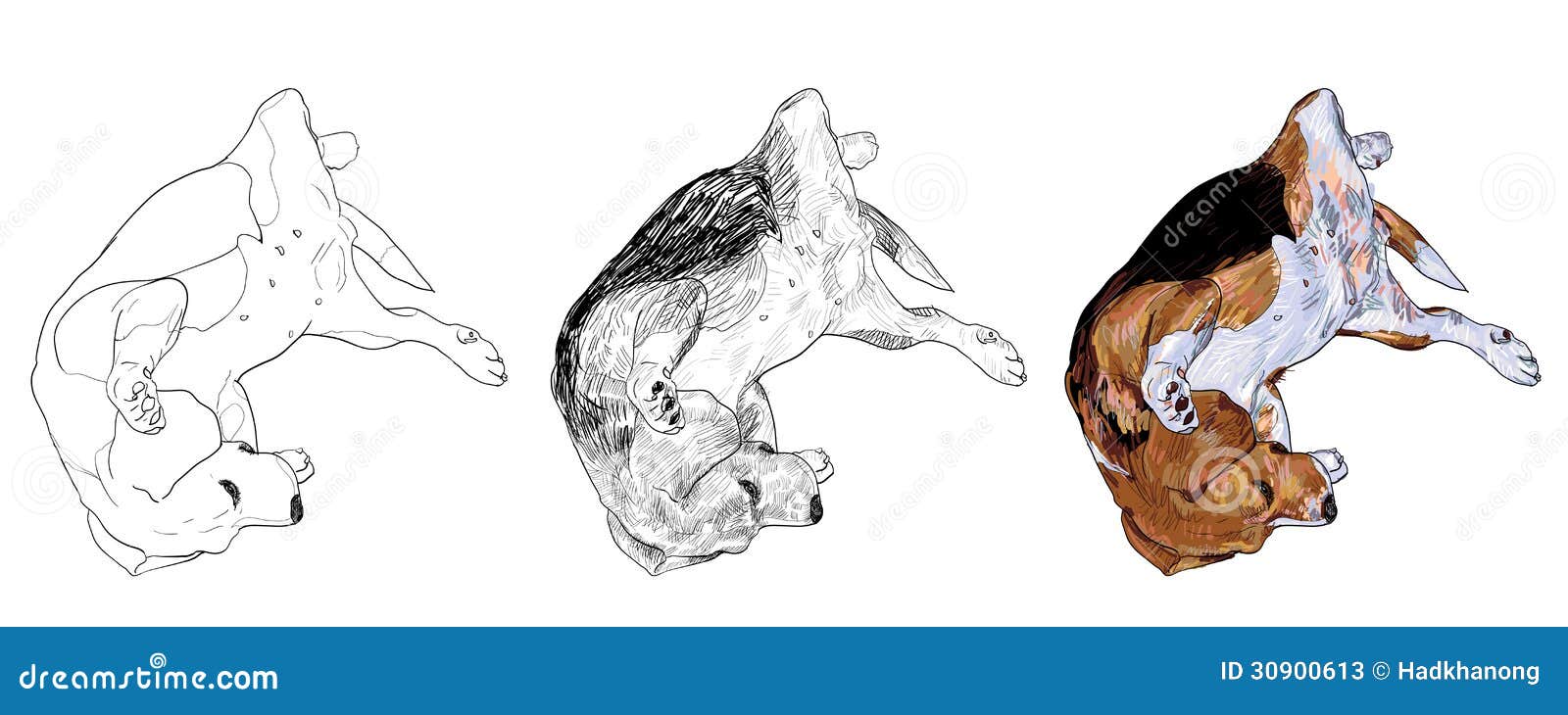 Funny pose of beagle stock illustration. Illustration of hound - 30900613