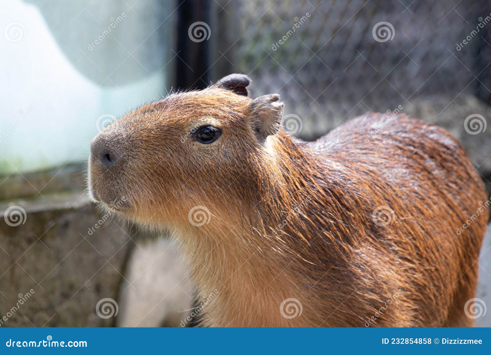 Funny pose of Capybara stock photo. Image of adorable - 232854858