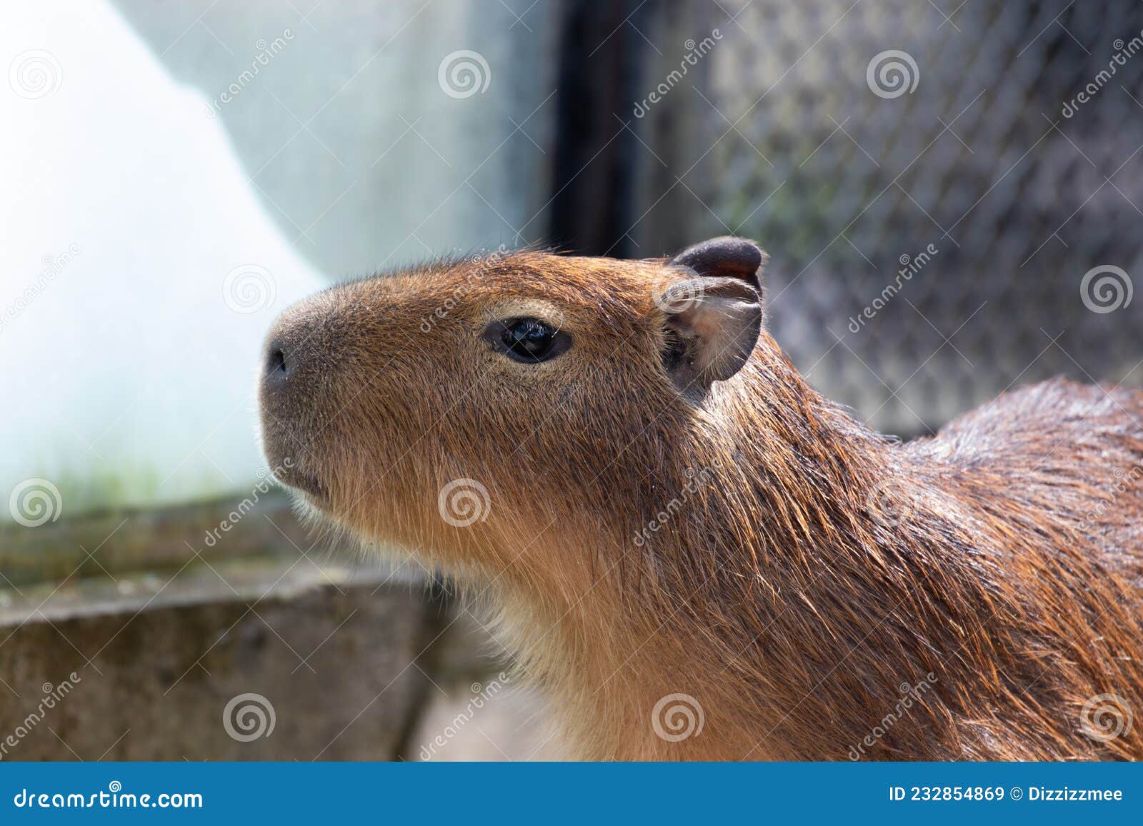 Funny pose of Capybara stock image. Image of wildlife - 232854869