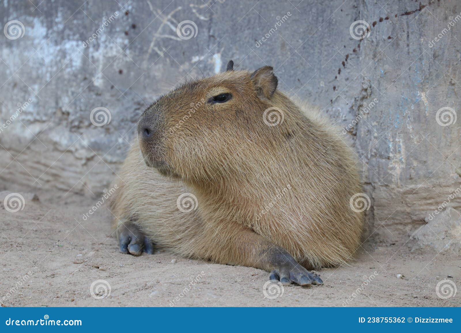 Close Up Capybara Relaxing on the Ground Stock Photo - Image of water ...