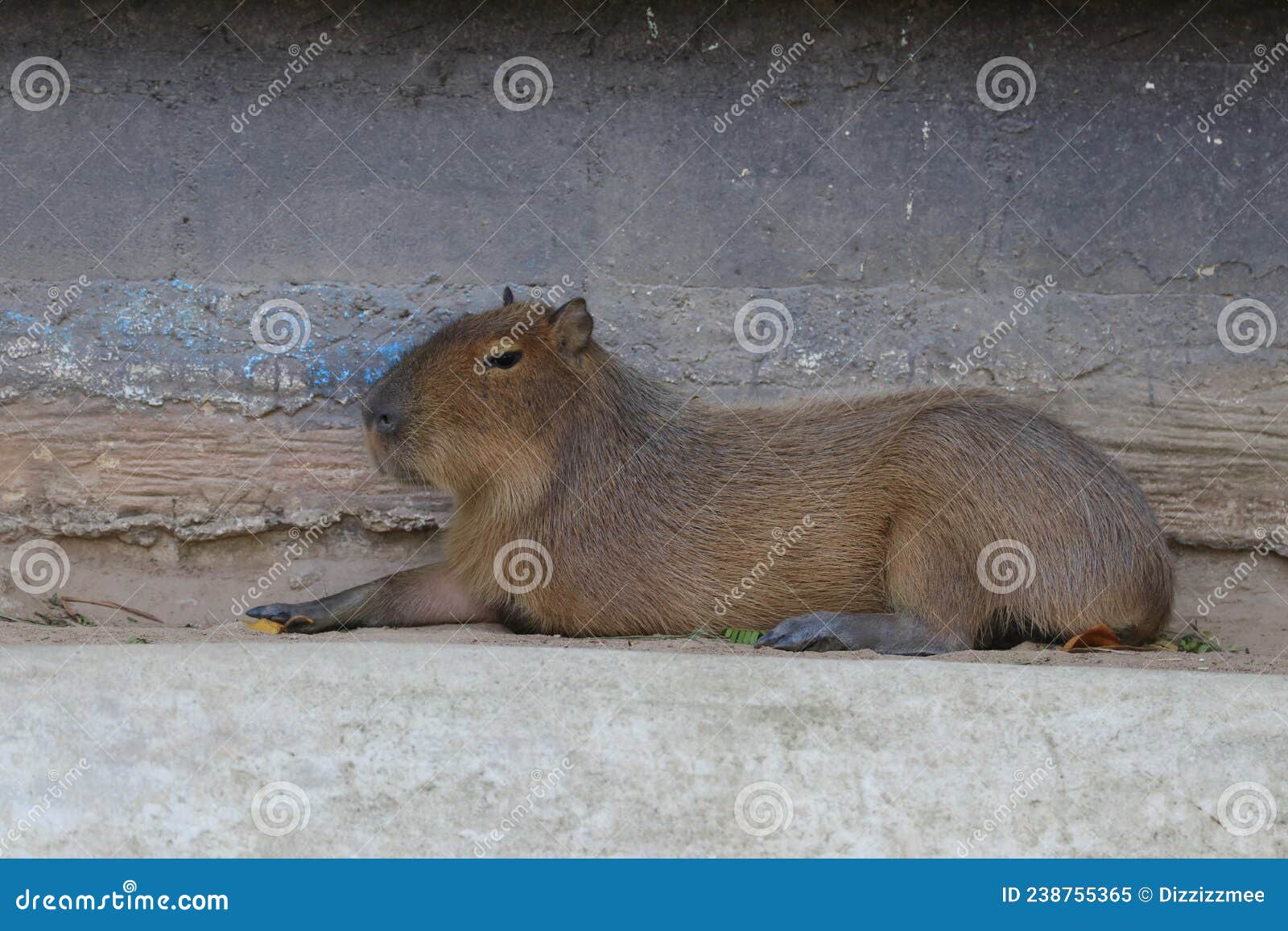 Close Up Capybara Relaxing on the Ground Stock Image - Image of outdoor ...
