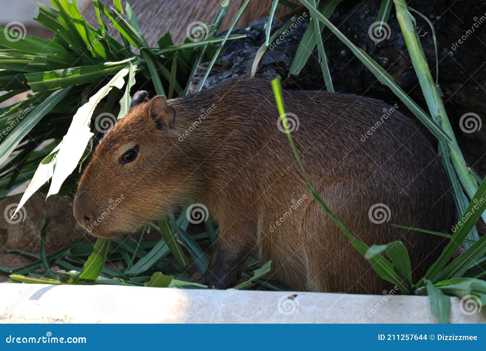 Close Up Capybara Eating Grass Stock Photo - Image of whiskers ...