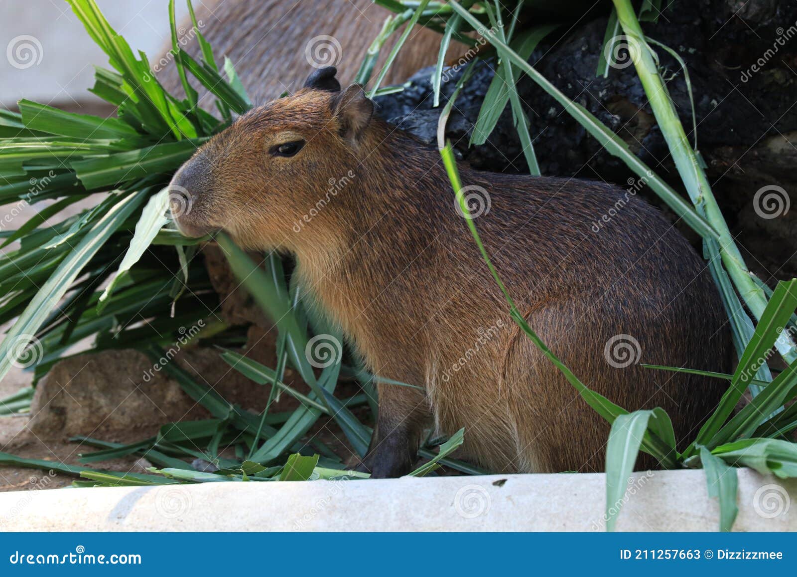 Close Up Capybara Eating Grass Stock Image - Image of deer, wildlife ...