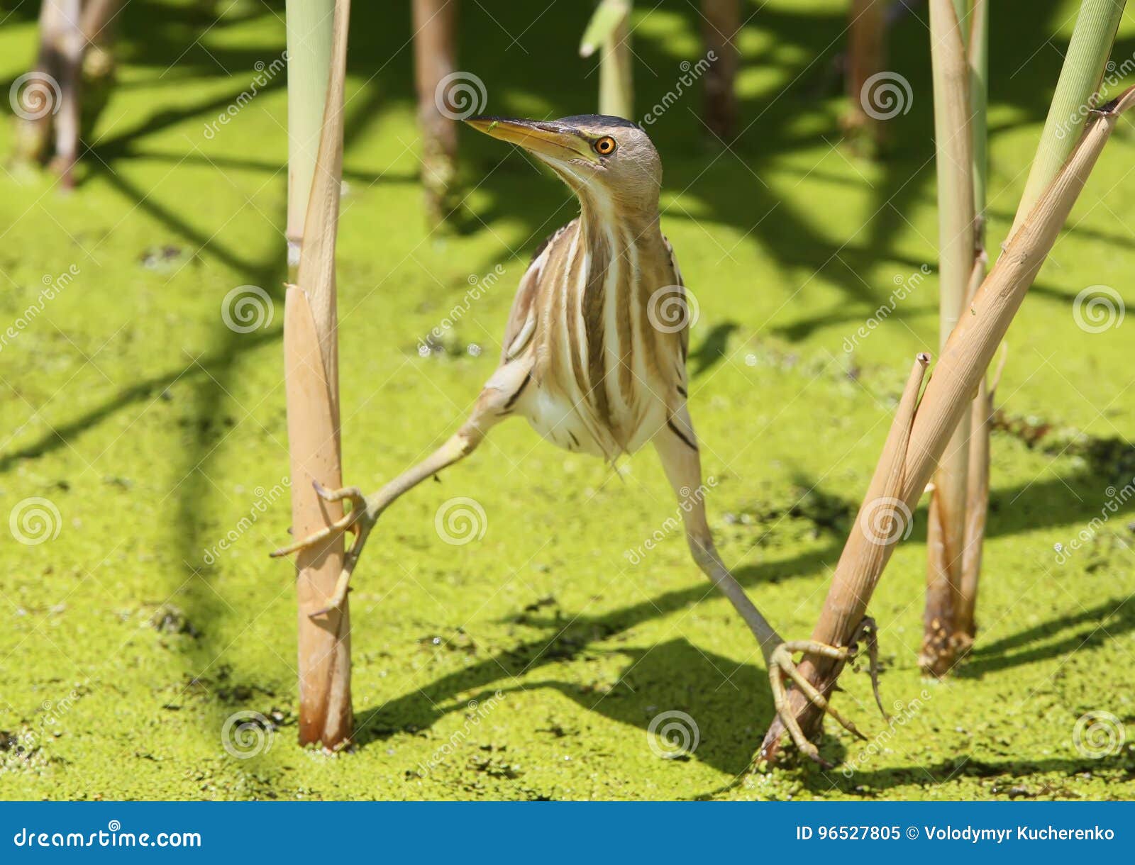 Funny Pose of Female Little Bittern Sits on Reed Stock Image - Image of ...