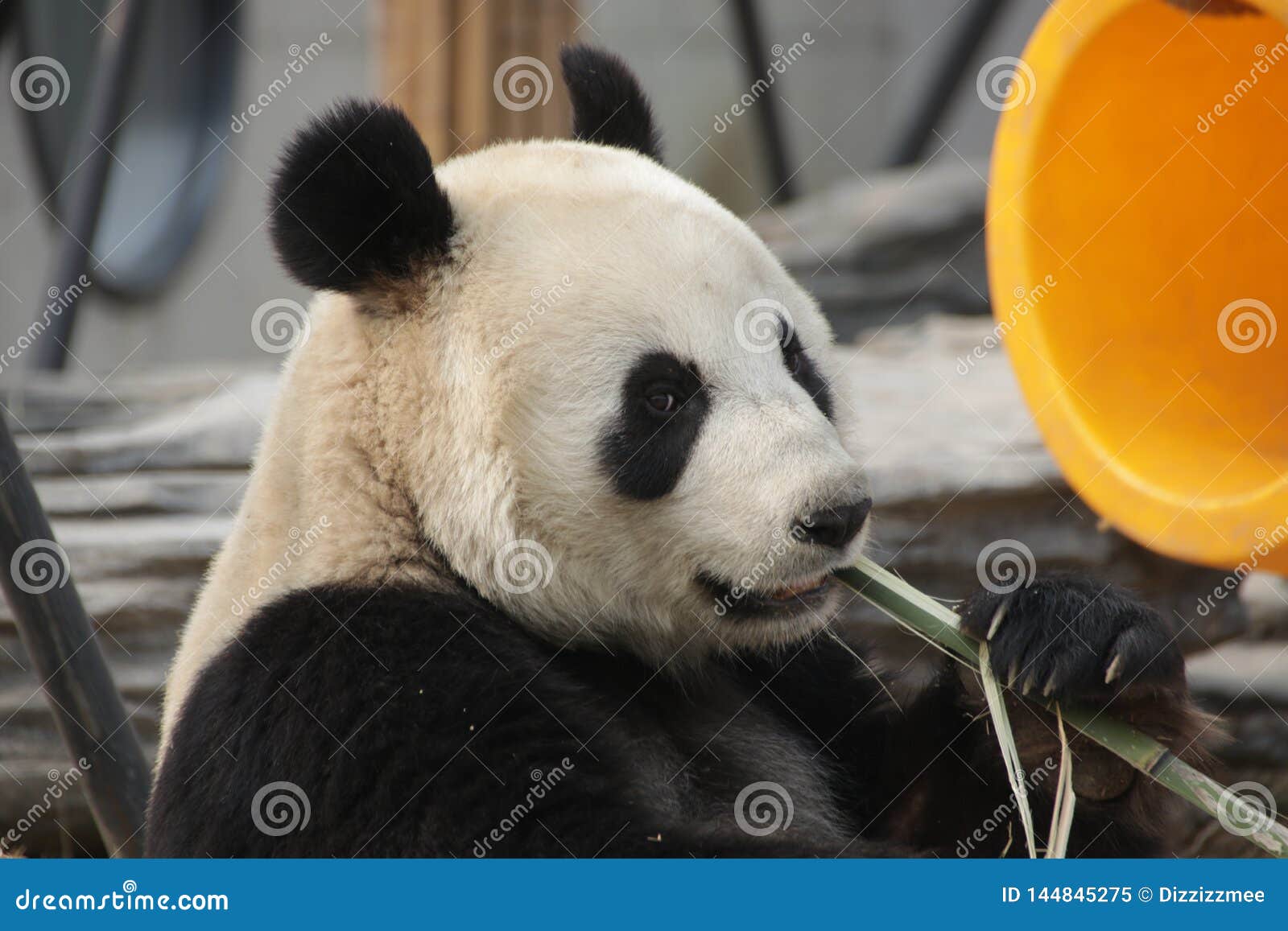 Cute Giant Panda in China, Round Face Panda Stock Image - Image of ...