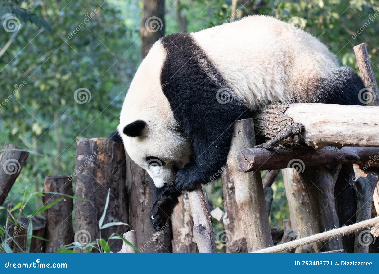Funny Pose of Giant Panda in Chengdu Panda Base, China Stock Image ...
