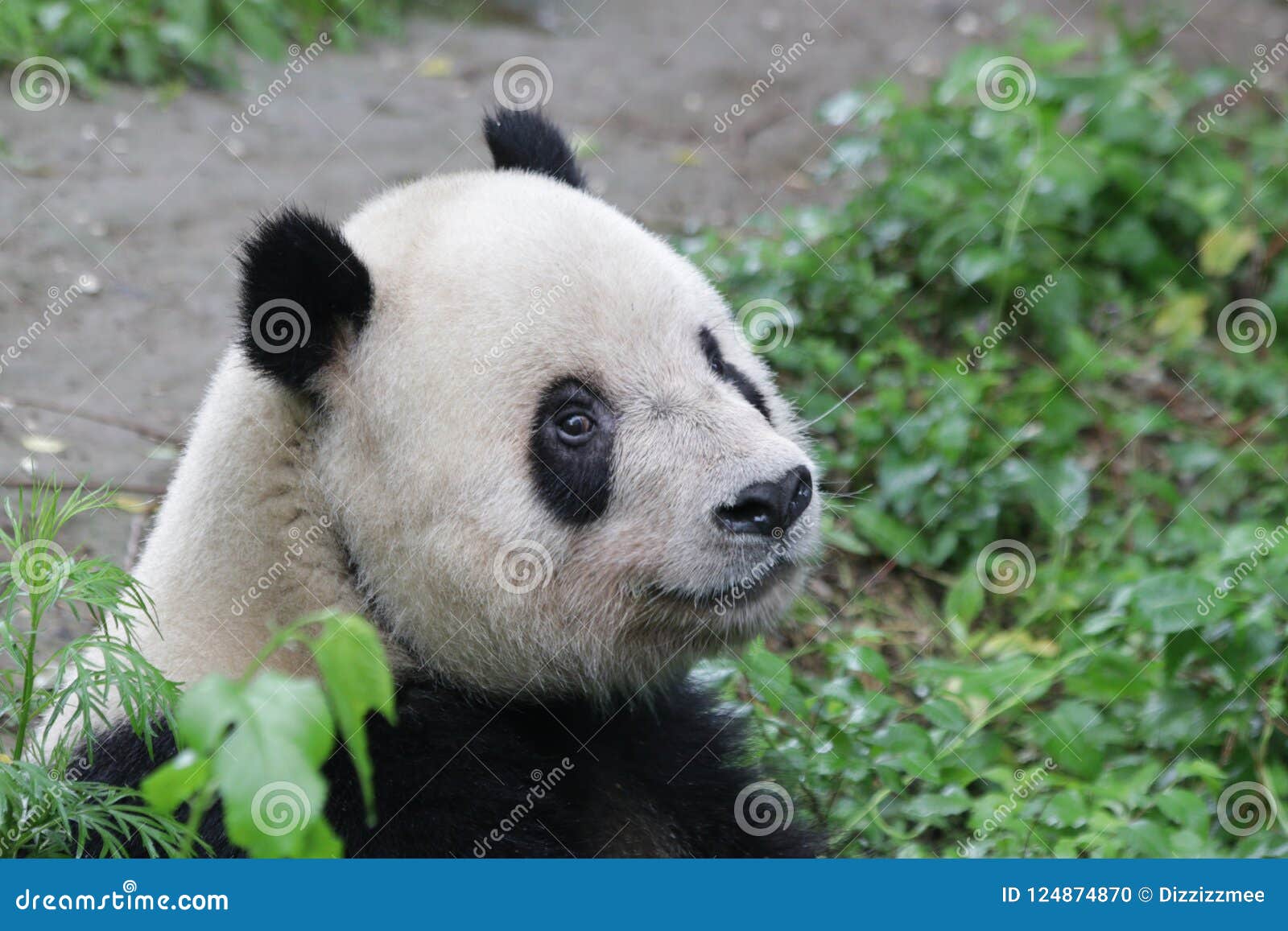 Funny Pose of Giant Panda stock photo. Image of panda - 124874870