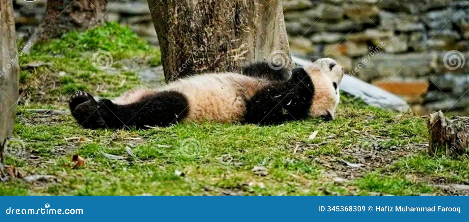 Funny Pose of Giant Panda Lying on the Ground Stock Image - Image of ...
