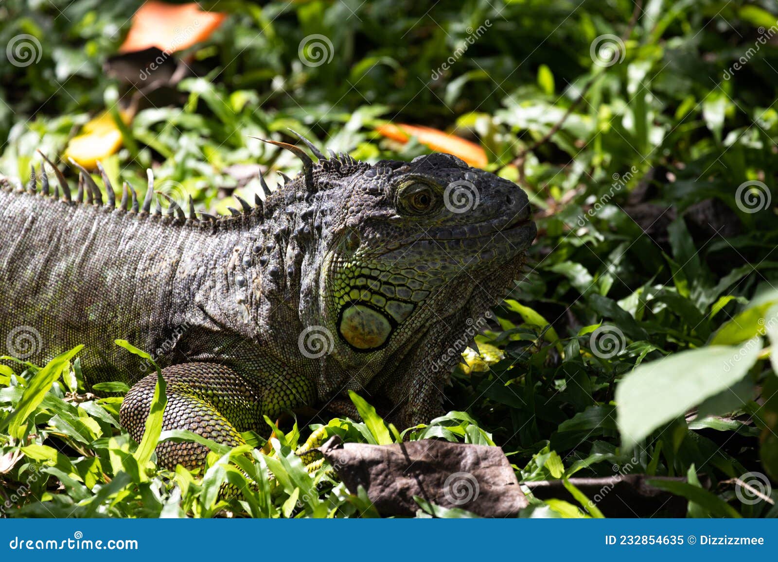 Close up Green Iguana stock image. Image of fauna, portrait - 232854635