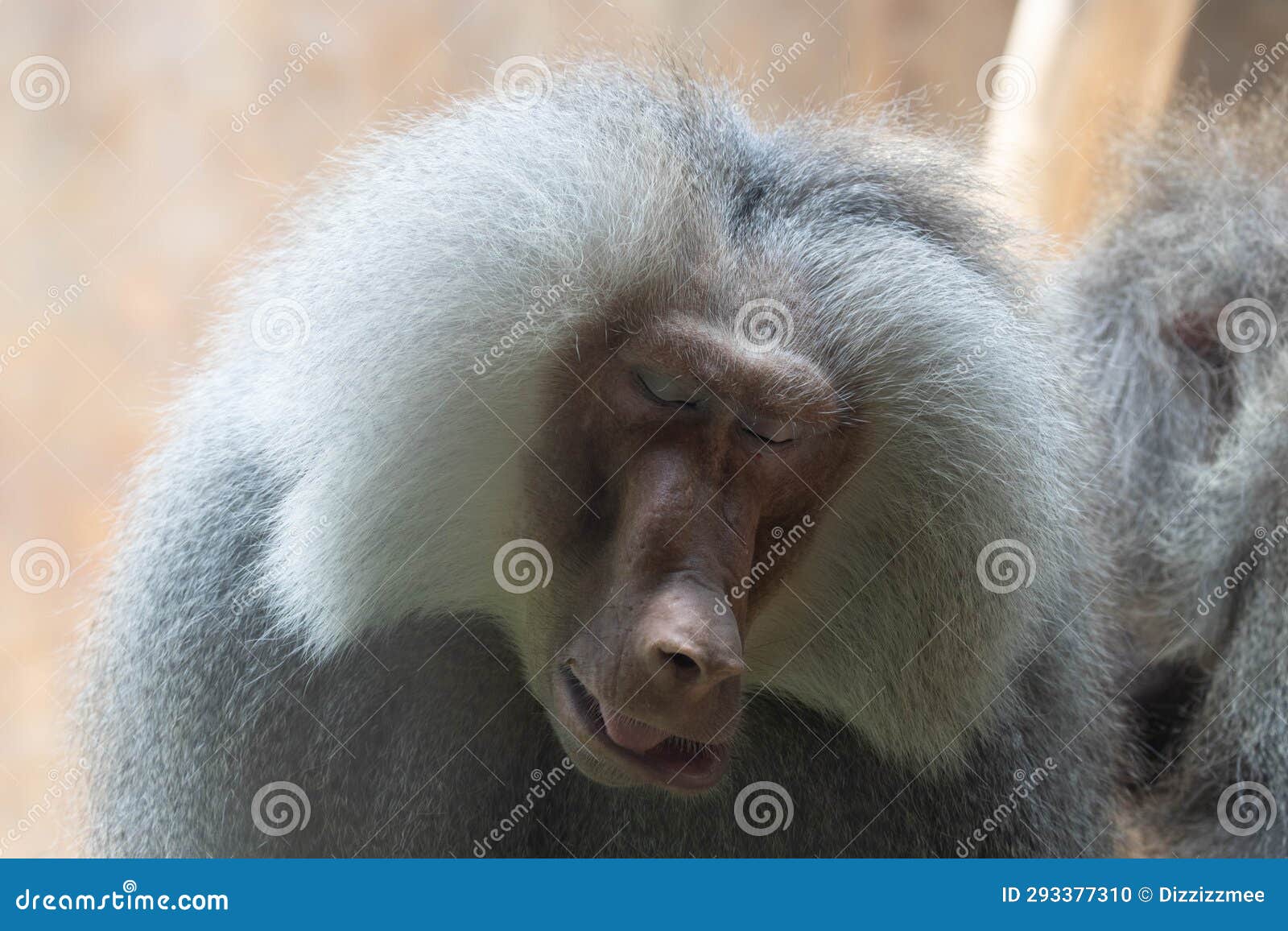 Close Up of Hamadryas Baboon (Papio Hamadryas Stock Photo - Image of ...