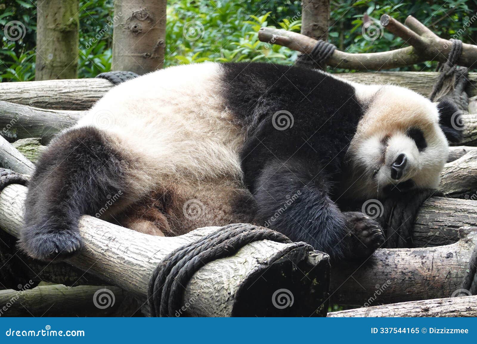 Funny Pose of Sleeping Panda, China Stock Image - Image of nature ...