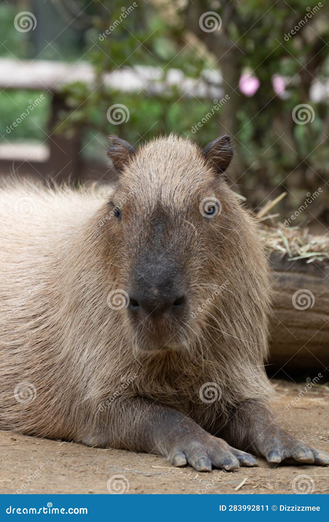 Close up cute Capybara stock image. Image of cute, capybara - 283992811