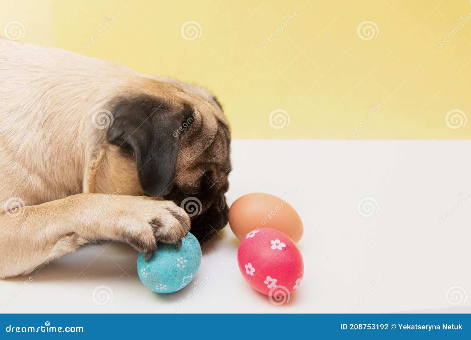 Funny Pug Dog among Colored Painted Easter Eggs. Selective Focus Happy ...