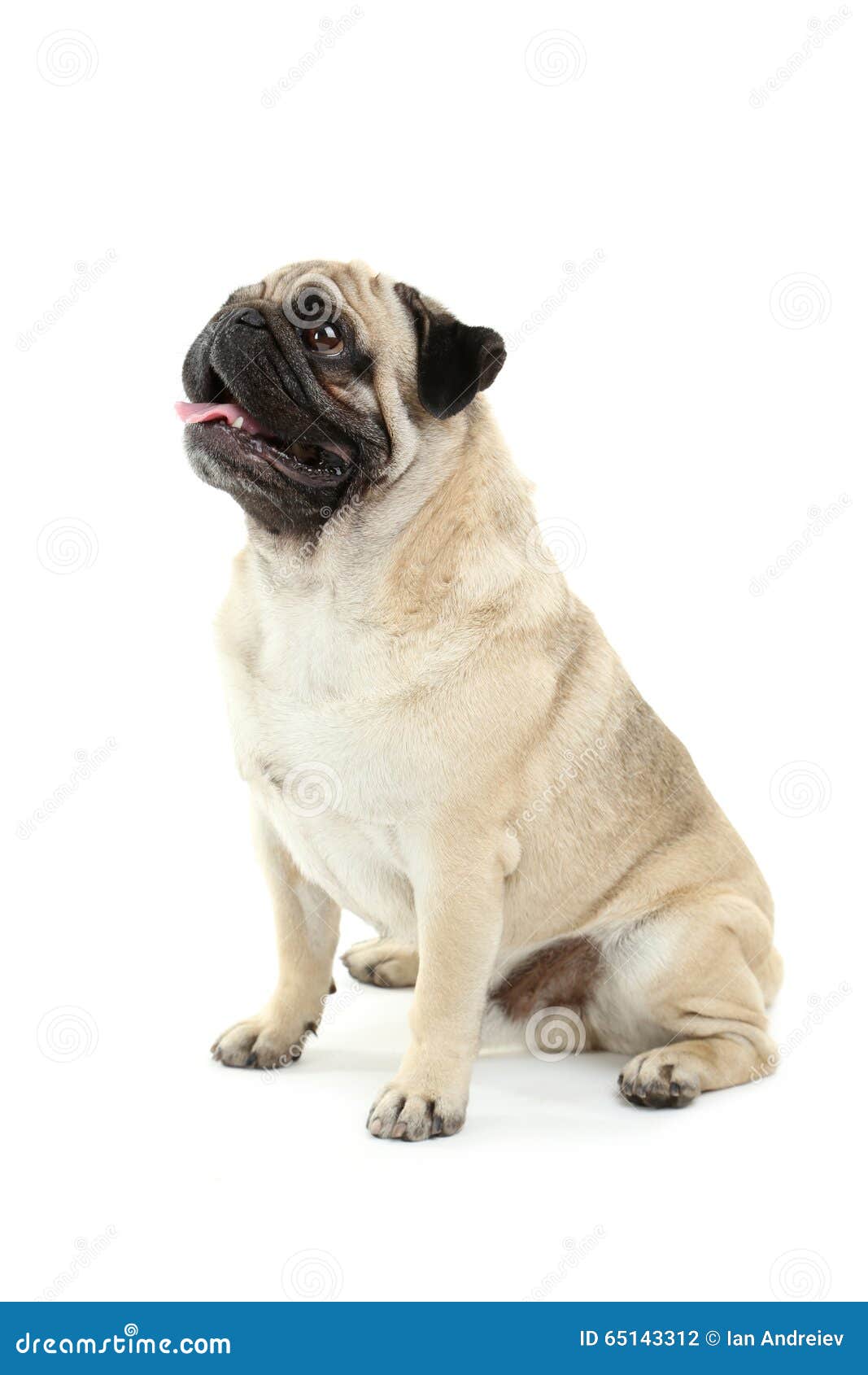 Funny pug dog stock photo. Image of young, brown, playful - 65143312