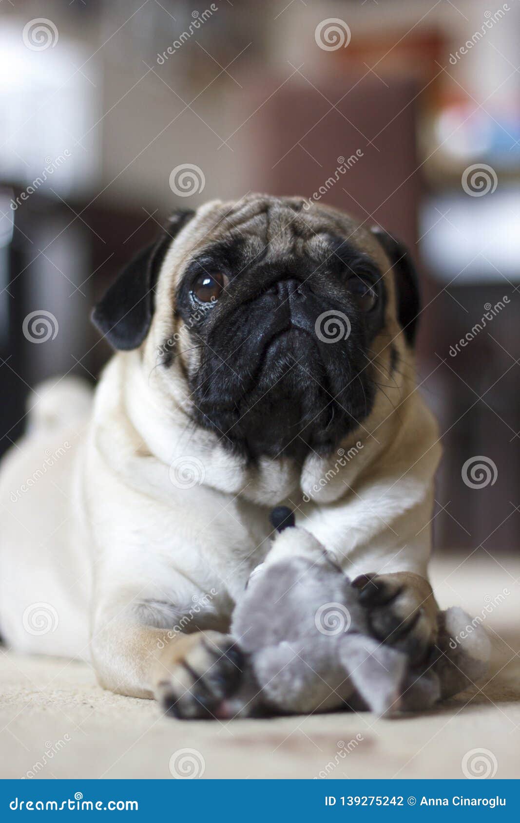 Funny Pug Dog Playing with Plush Toy Mouse Stock Photo - Image of young ...