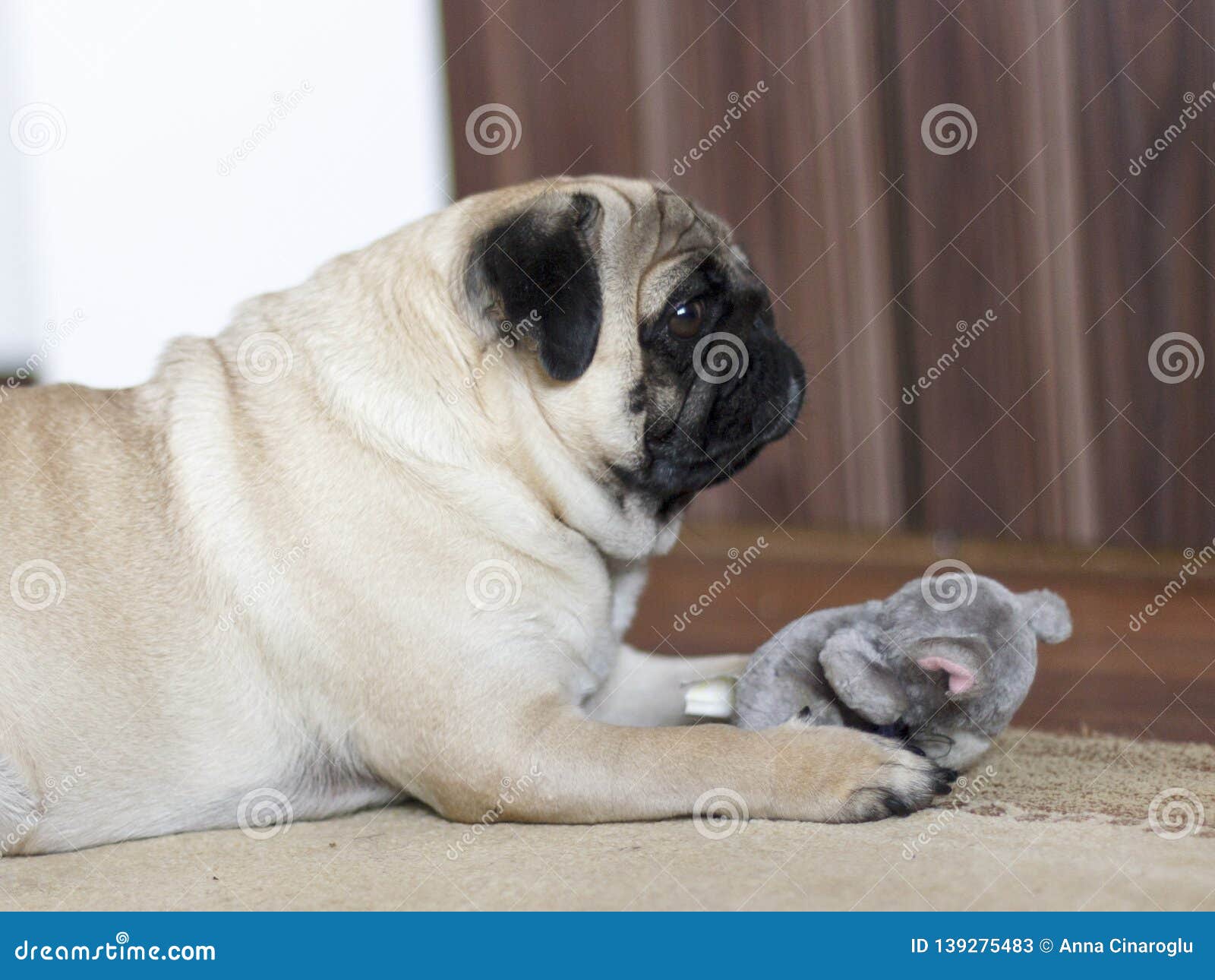 Funny Pug Dog Playing with Plush Toy Mouse Stock Image - Image of home ...