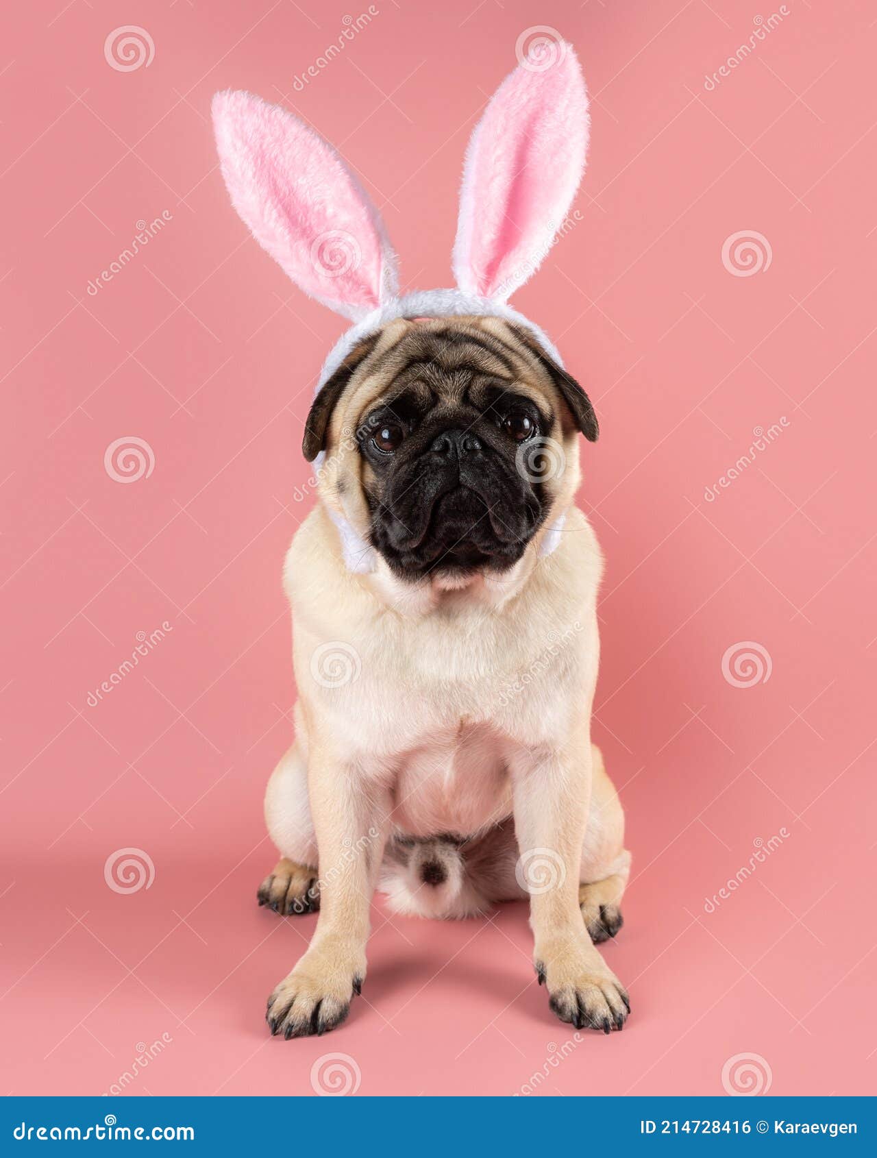 Funny Pug Dog Wearing Easter Bunny Ears on Pink Background Stock Photo ...