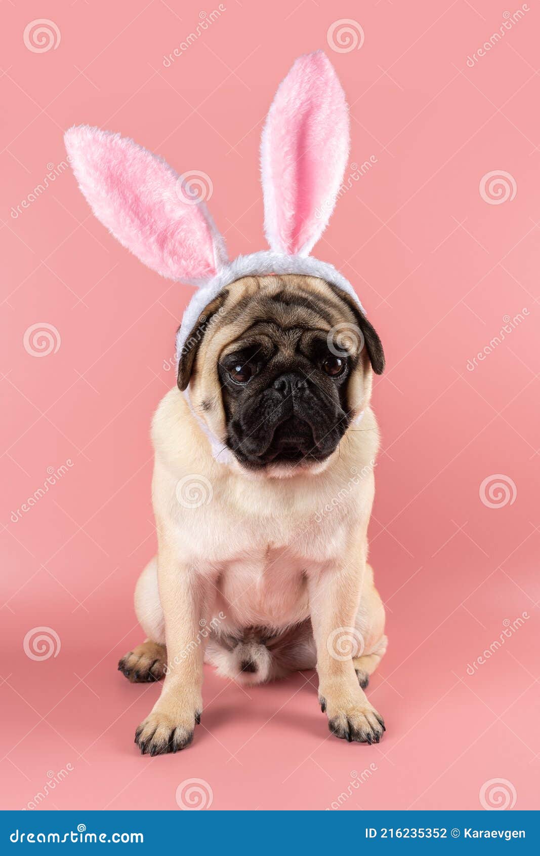Funny Pug Dog Wearing Easter Bunny Ears on Pink Background Stock Photo ...