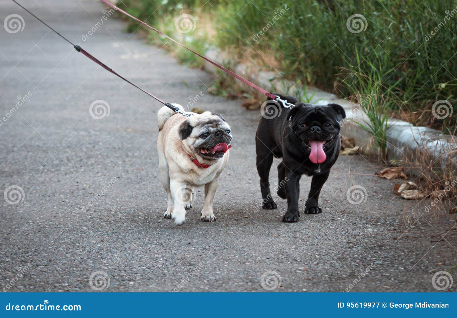 Funny Pug Dogs on the Walk Outdoors Stock Image - Image of doggy ...