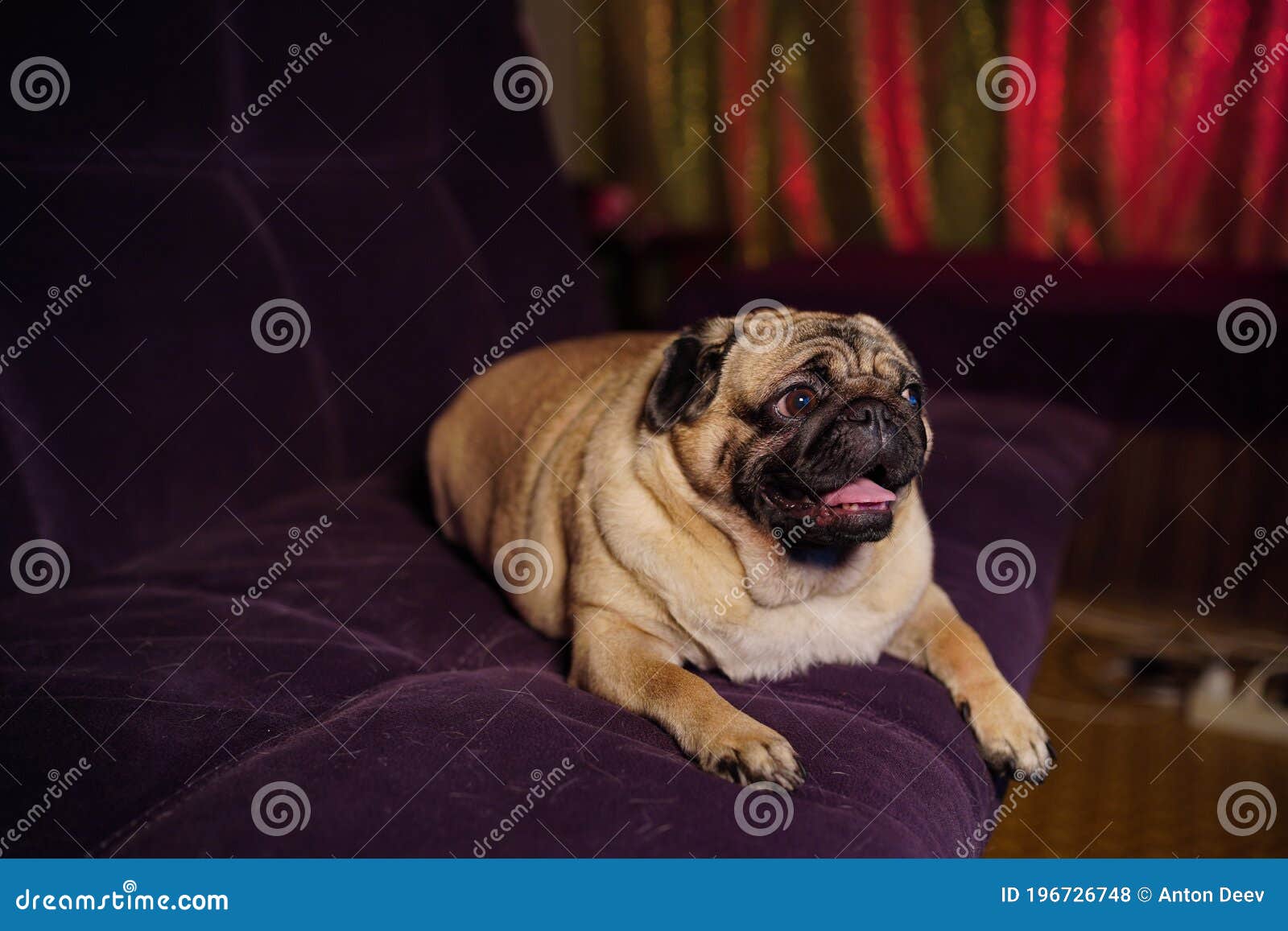 Funny Pug Lying on the Couch at Home. Cute Dog Resting on the Couch ...