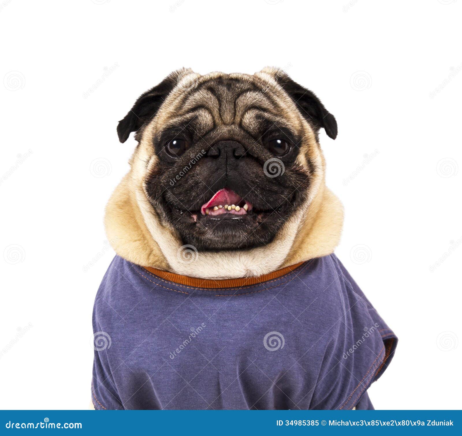 Funny pug portrait stock image. Image of dressed, dogs - 34985385