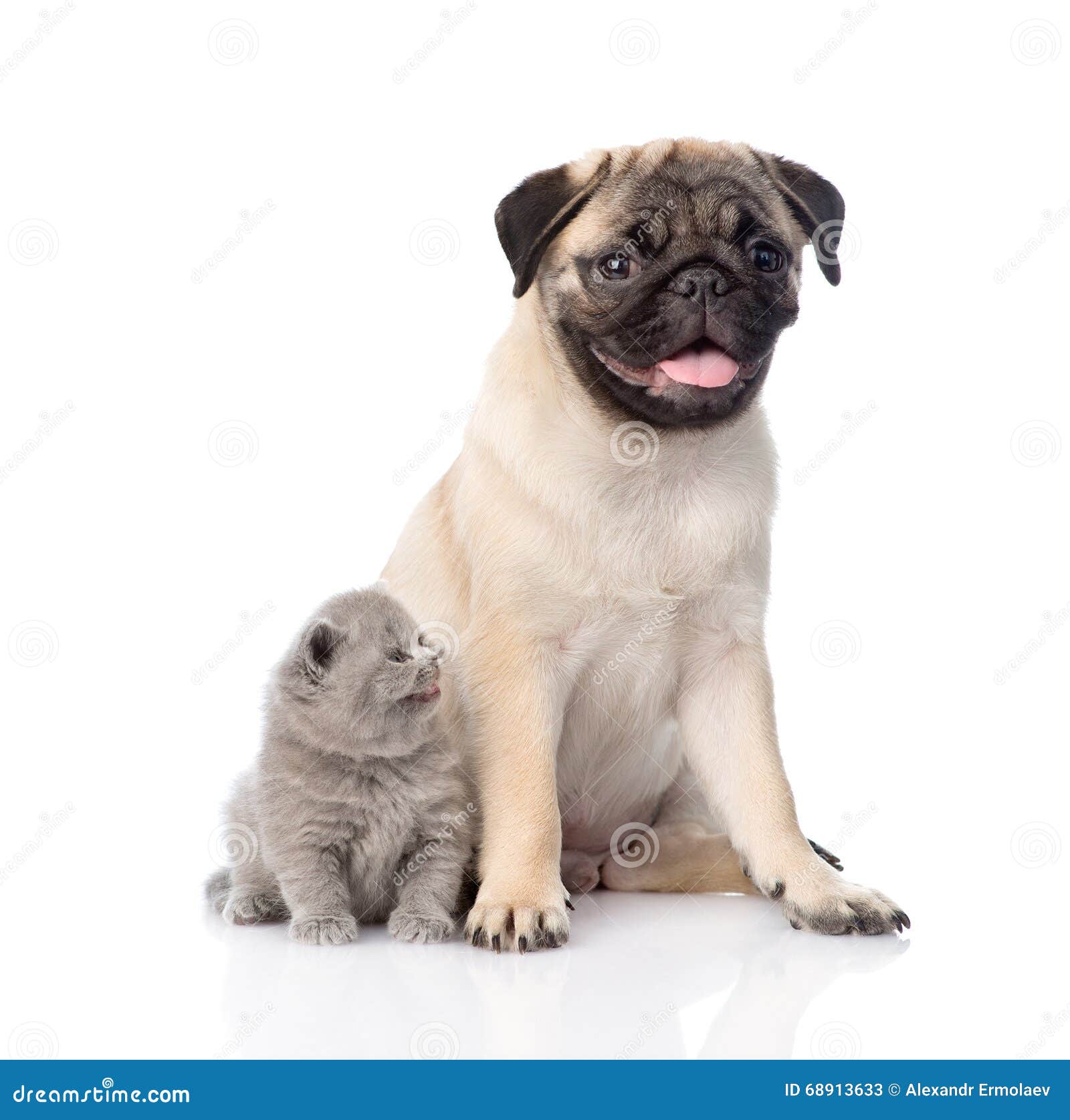 Funny Pug Puppy Sitting with Tiny Scottish Cat Together. Isolated on ...