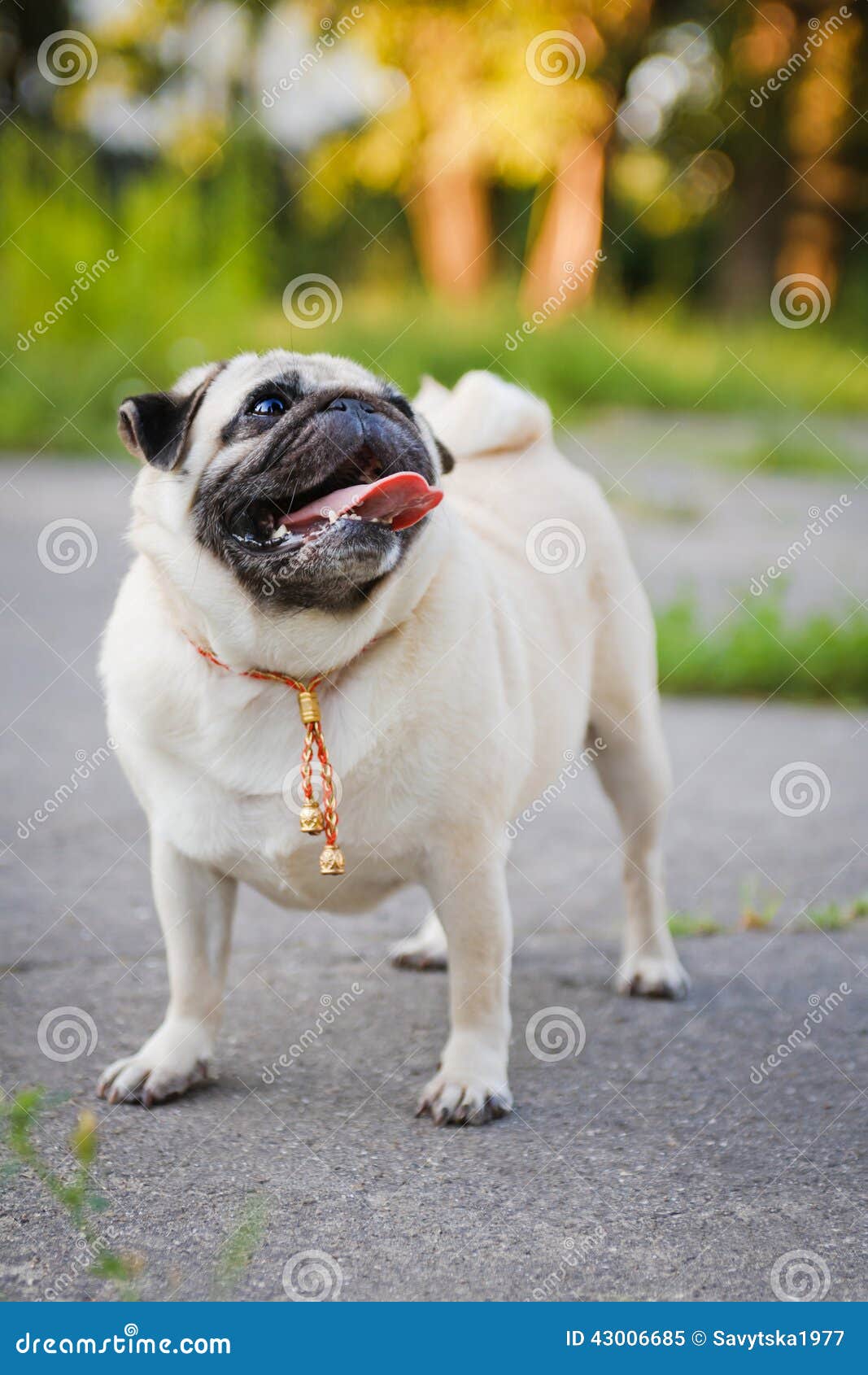 Funny pug stock image. Image of hound, pets, female, outdoors - 43006685