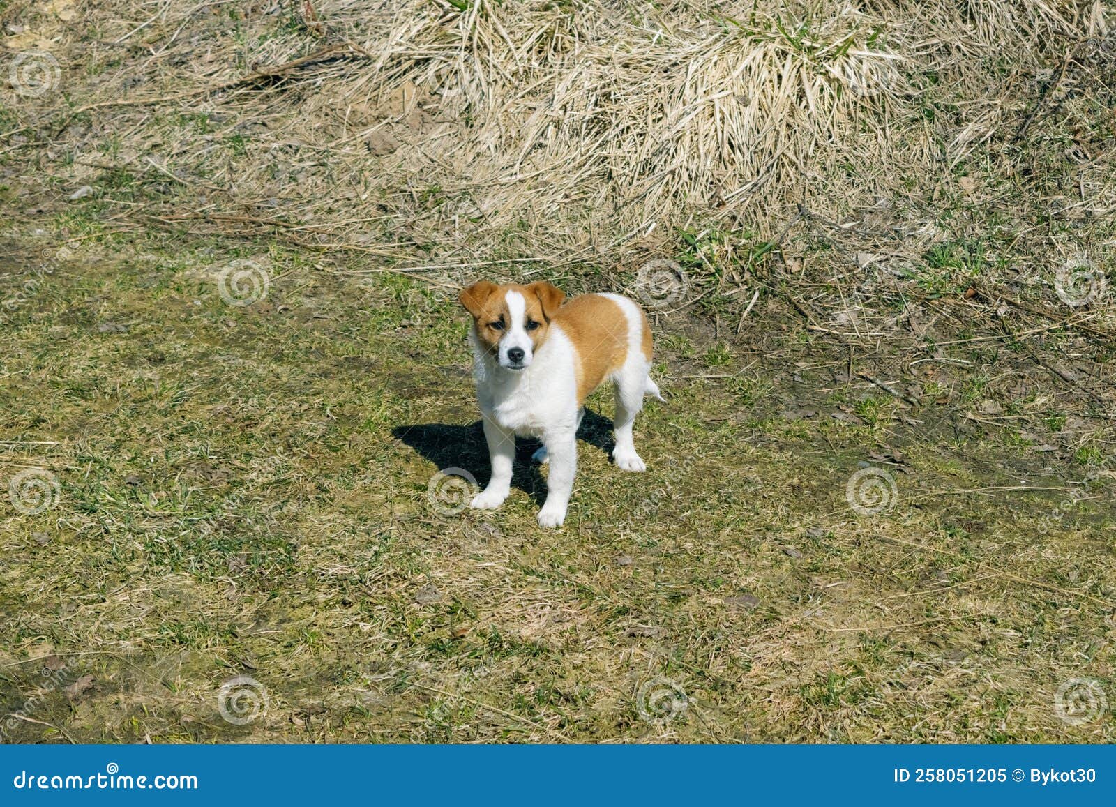 Puppy on the Grass. Cute Pets. Walk with the Dog Stock Image - Image of ...