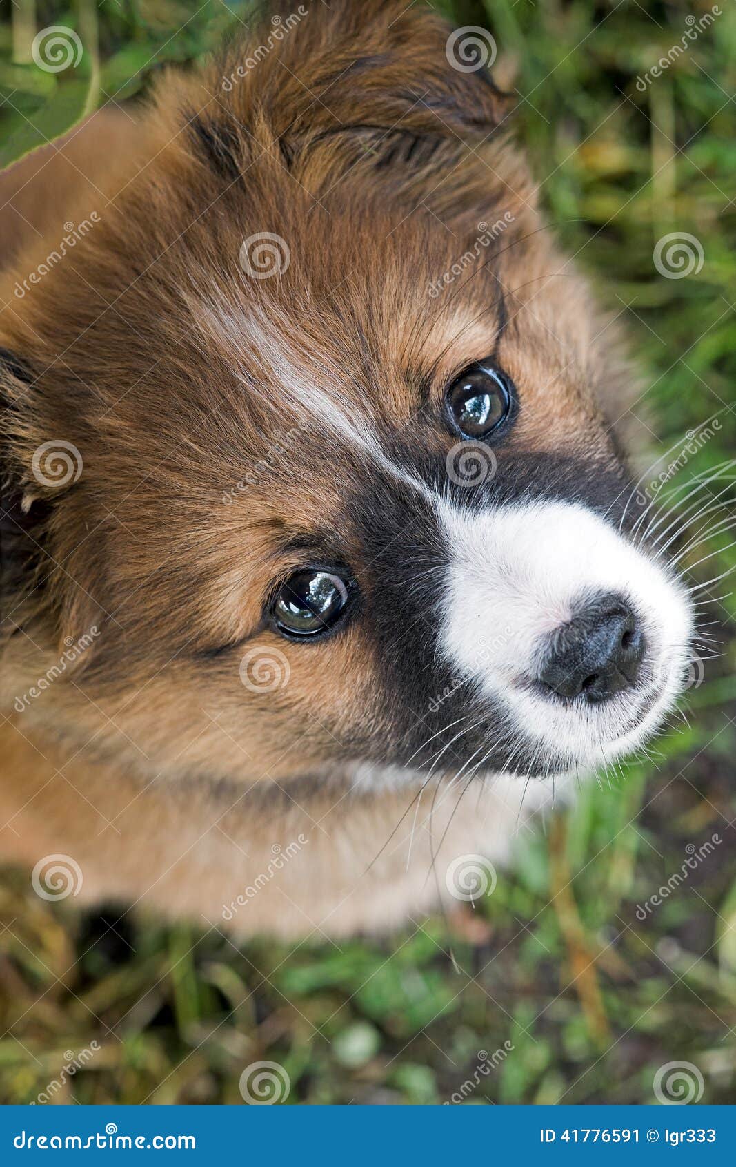 Funny puppy dog stock image. Image of calm, friendly - 41776591