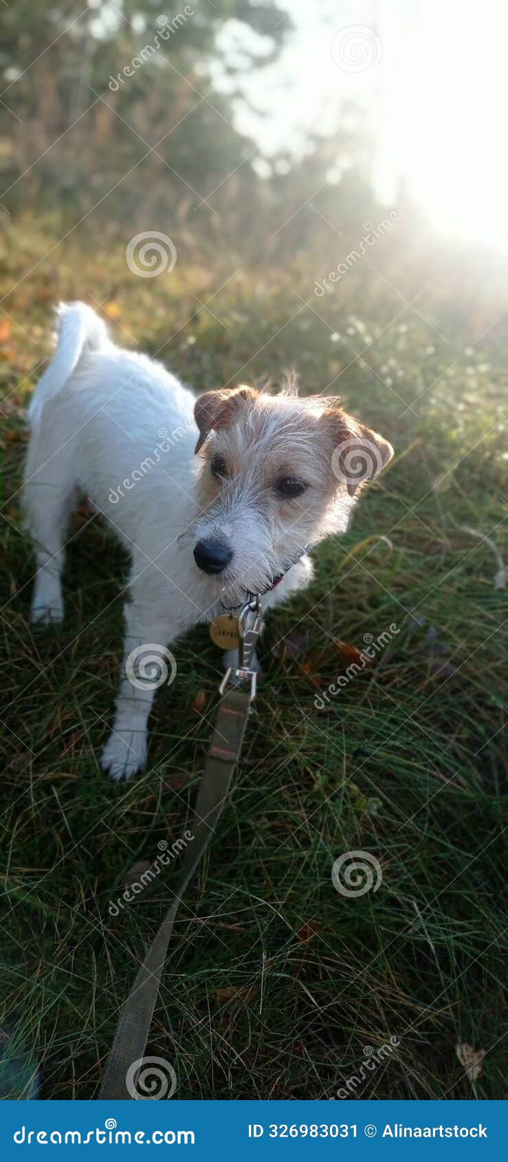 Funny Puppy Find Something Interesting Stock Image - Image of mammal ...