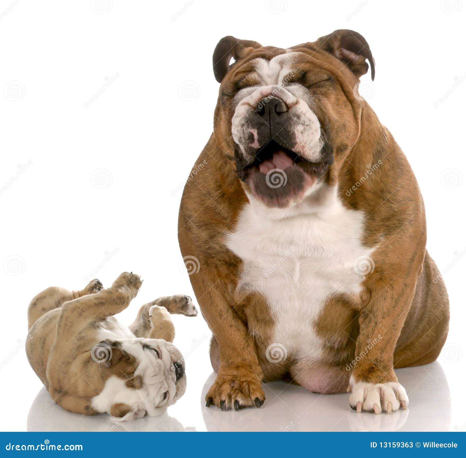 What To Do With A Misbehaving Puppy