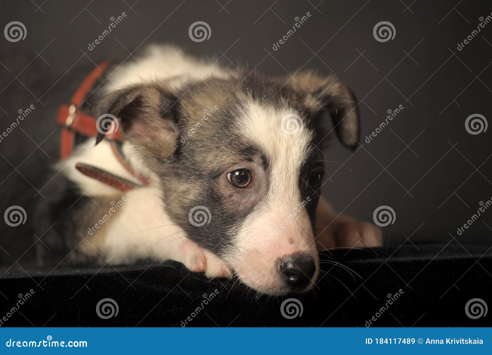 Funny Puppy Mongrel in the Studio Stock Image - Image of front, dark ...