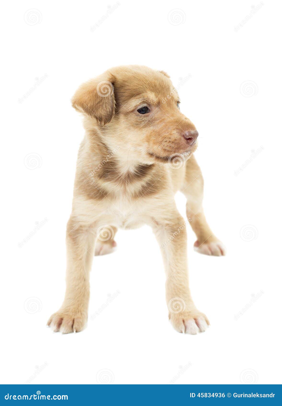 Funny Puppy Mutts Stock Photos - Free & Royalty-Free Stock Photos from ...