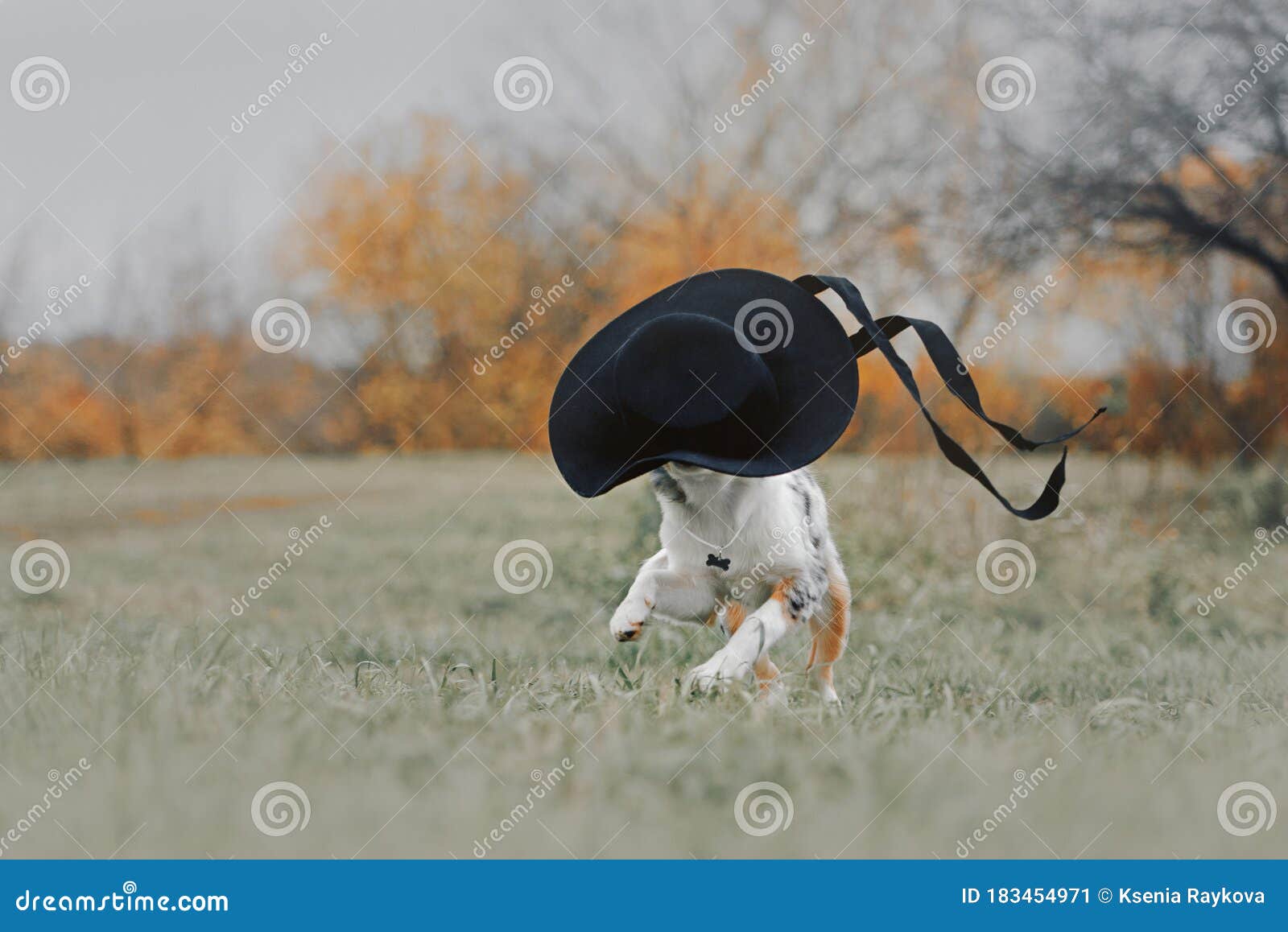 Funny Puppy Running with a Hat Outdoors Stock Image - Image of fluffy ...