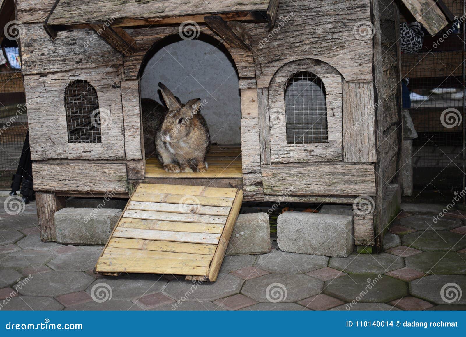 Alone rabbit in the stall stock photo. Image of rabbit - 110140014