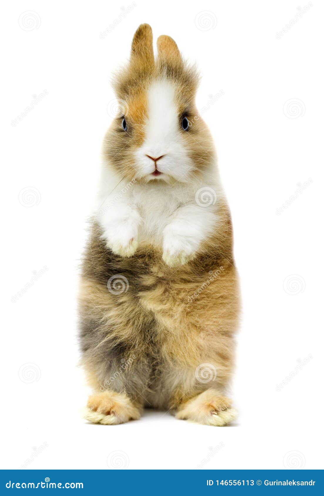 The Funny Rabbit is Standing Stock Image - Image of breed, legs: 146556113