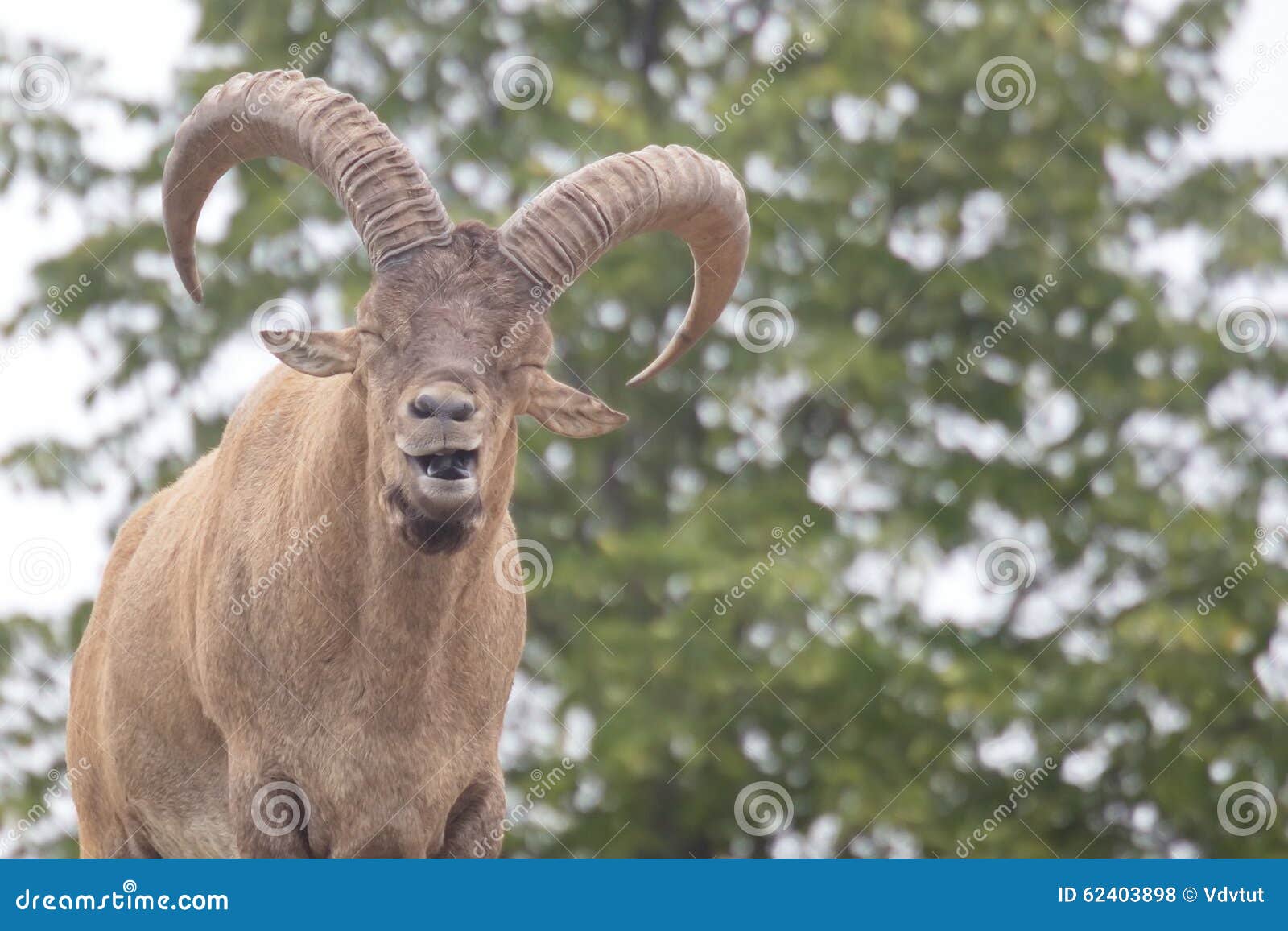 Funny ram in Toronto ZOO stock photo. Image of ovis, horns - 62403898
