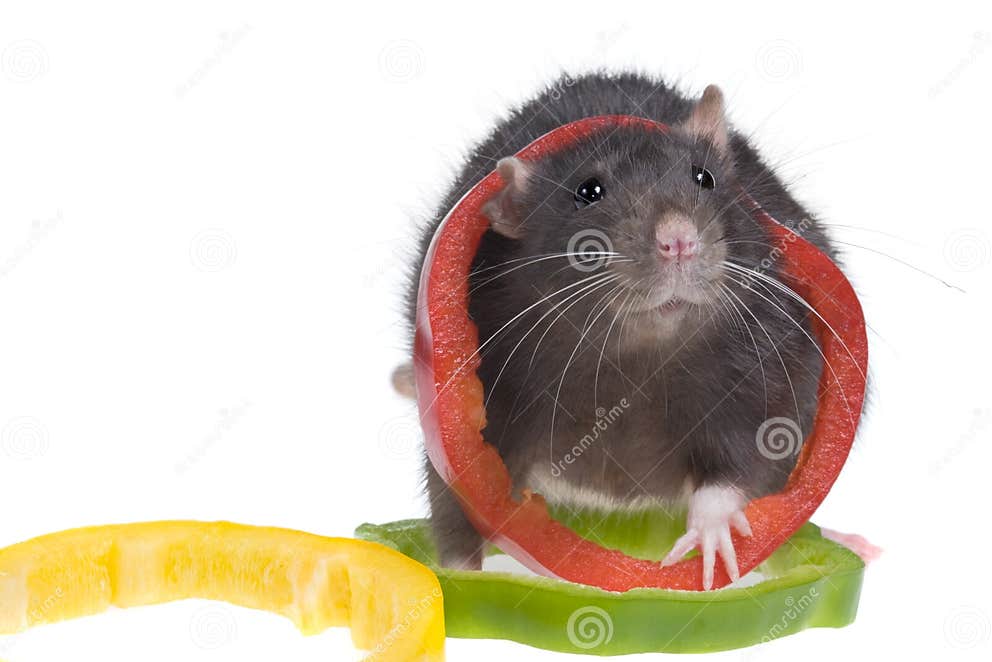 Funny rat stock image. Image of yellow, bell, vegetable - 5436893