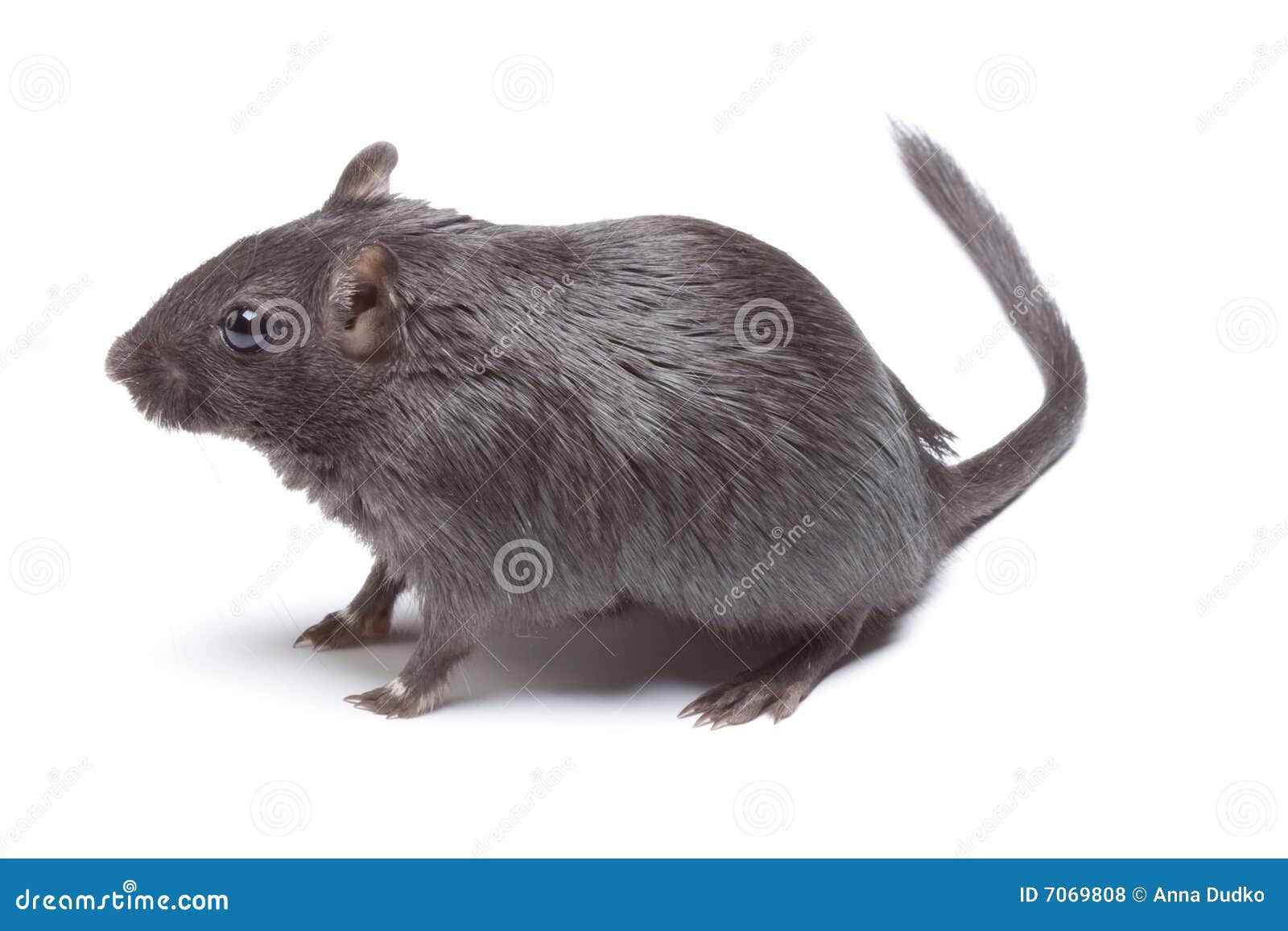 Funny rat stock photo. Image of listen, pointing, mice - 7069808