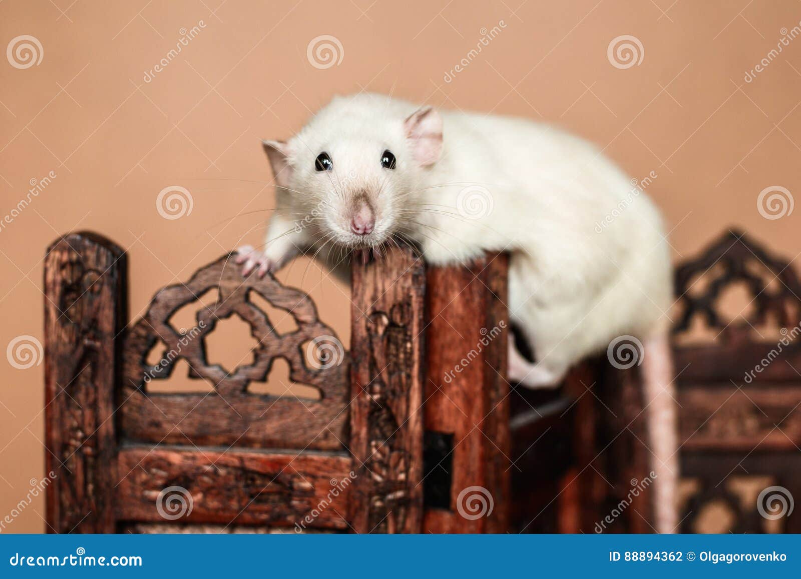 Funny Rat Balancing on Wooden Folding Screen Stock Photo - Image of ...