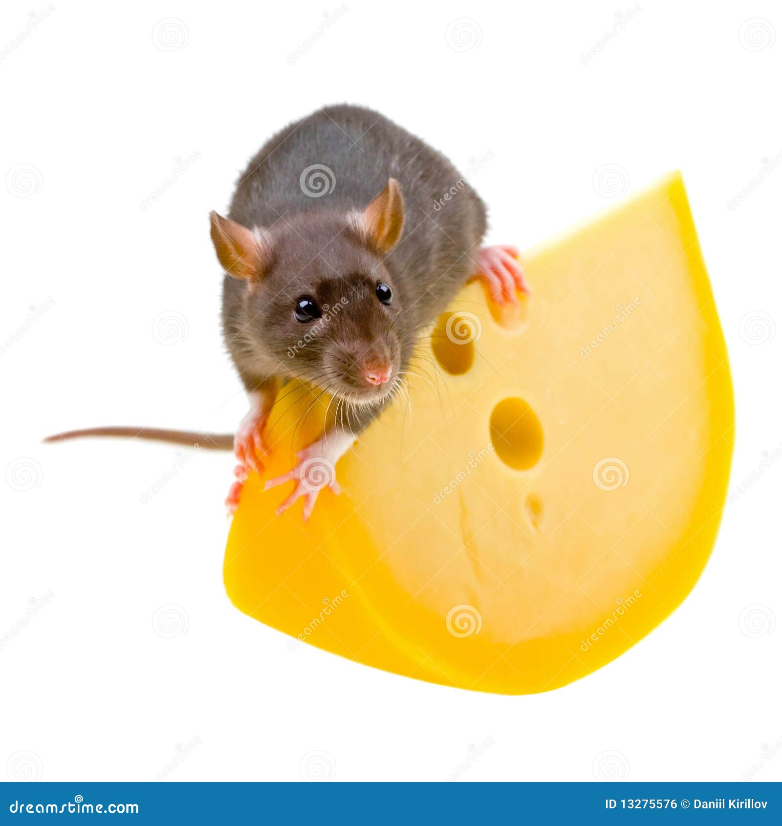 Funny Rat and Cheese Isolated on White Stock Photo - Image of eating ...